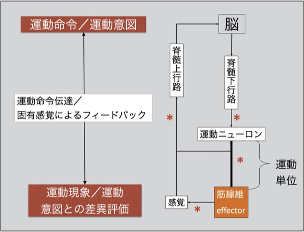 HALのこともっと先生に聞いてみよう - 装着型サイボーグ“HAL 治療患者応援専門サイト